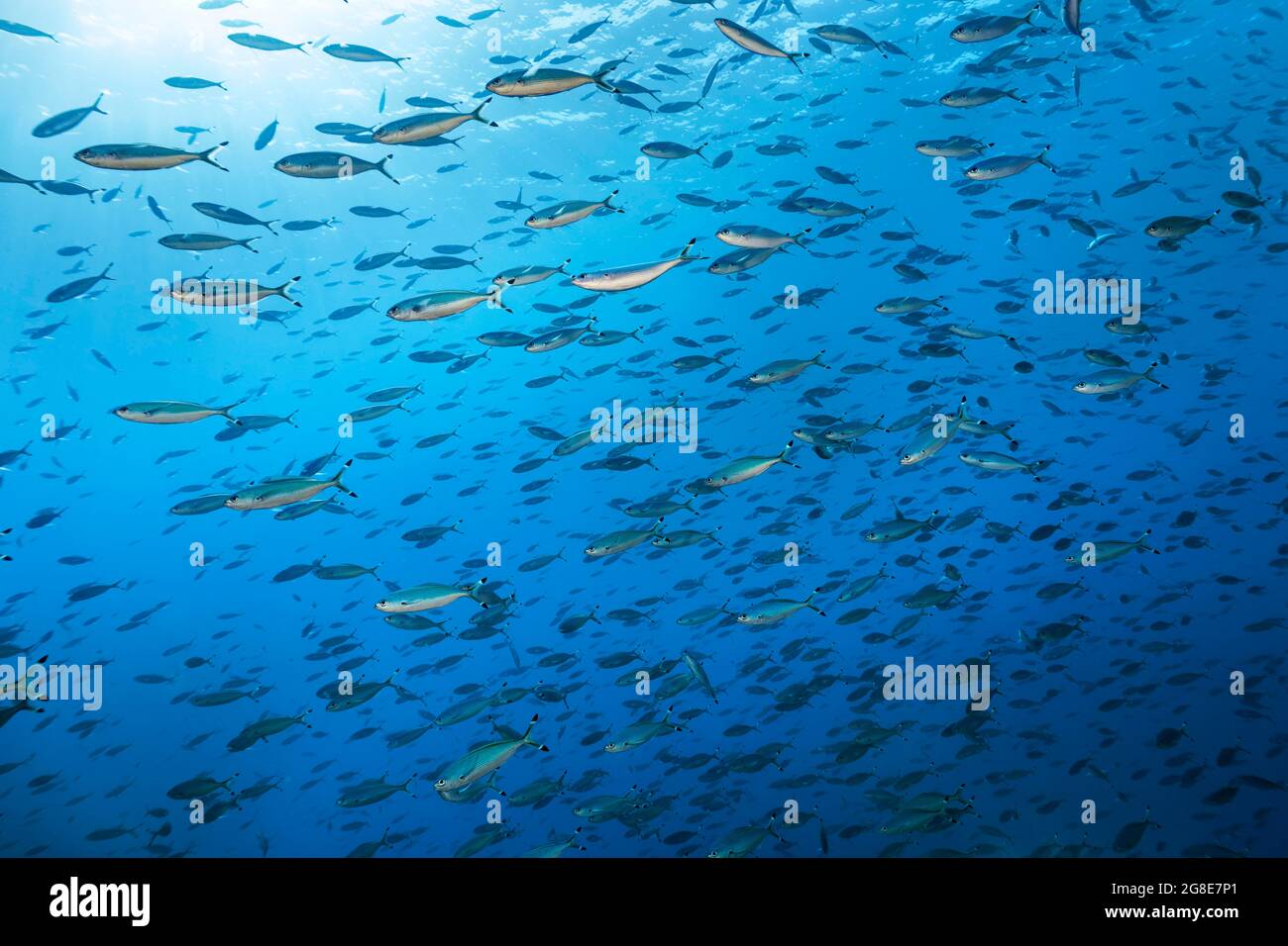 Shoal Suez Fusilier (Caesio sueviva) swimming in blue water, Red Sea ...