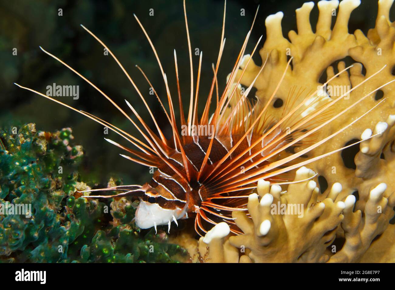 Radial firefish (Pterois radiata), nocturnal, hides in Red Sea fire ...