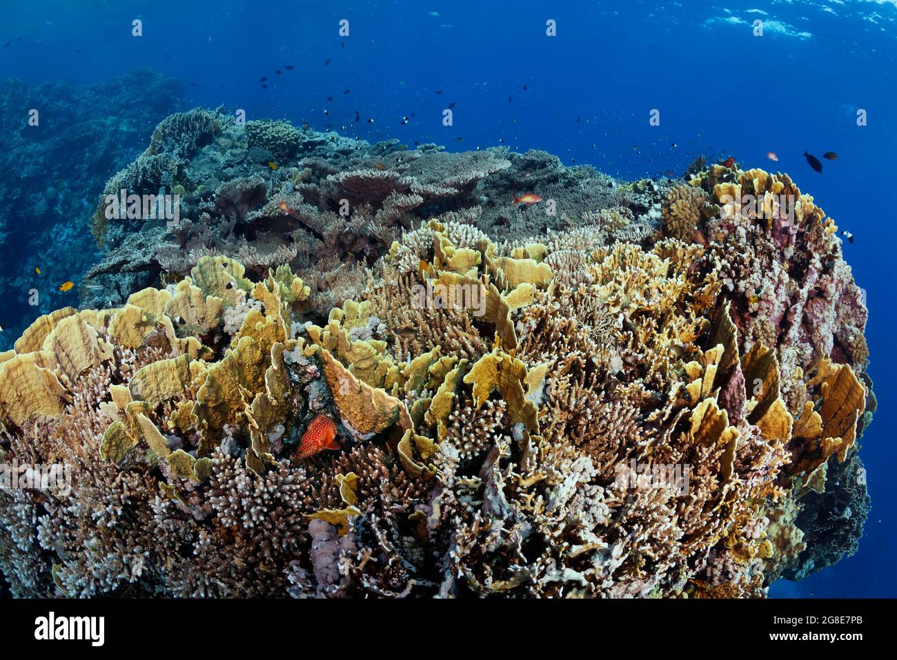 Dense coral growth on the reef hi-res stock photography and images - Alamy