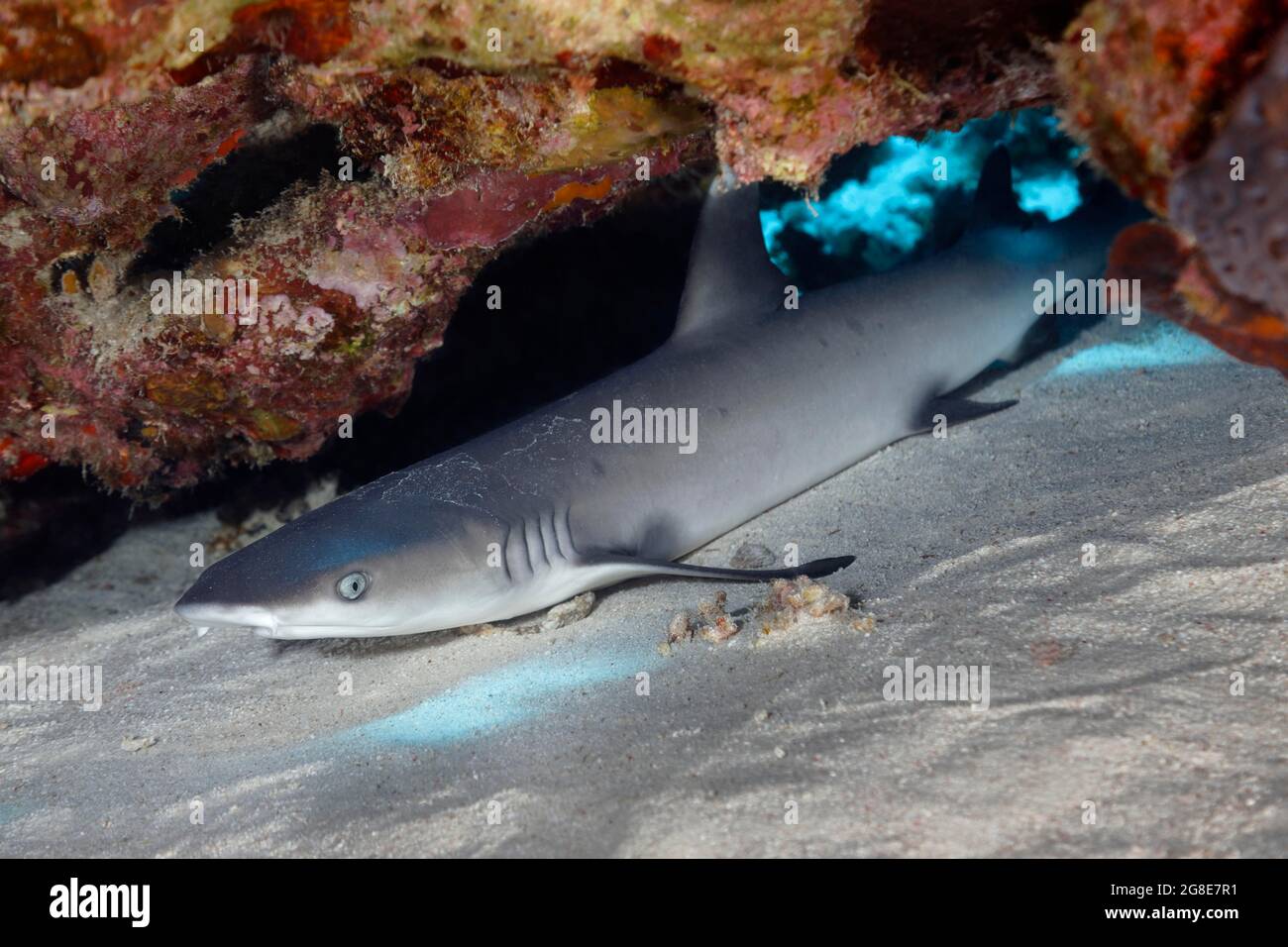 Red Tip Reef Shark