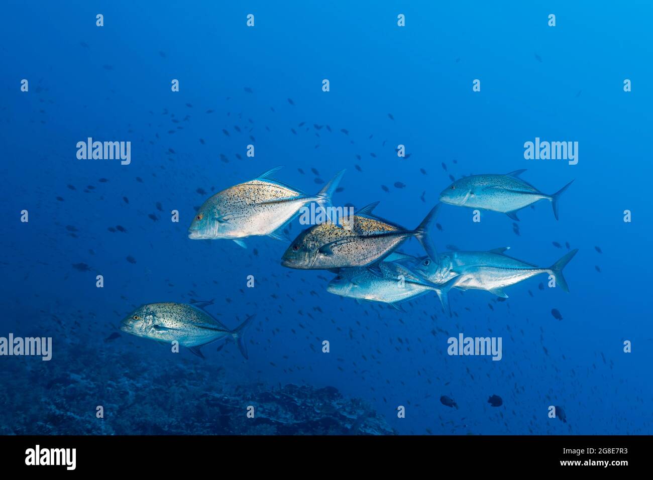 Shoal of bluefin trevallies (Caranx melampygus) chasing small fish over ...