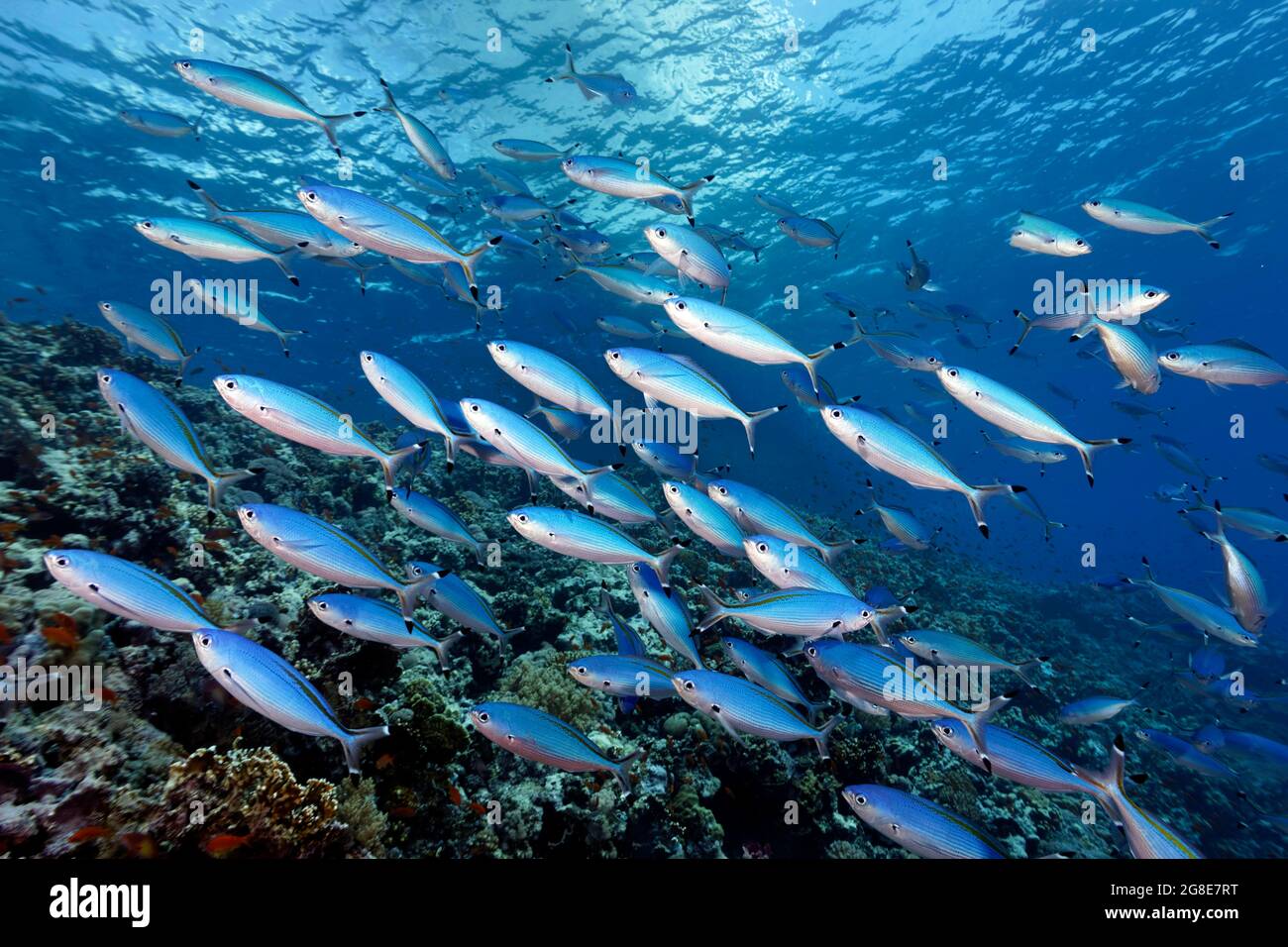Shoal of Suez Fusilier (Caesio sueviva) swimming over coral reef, Red ...