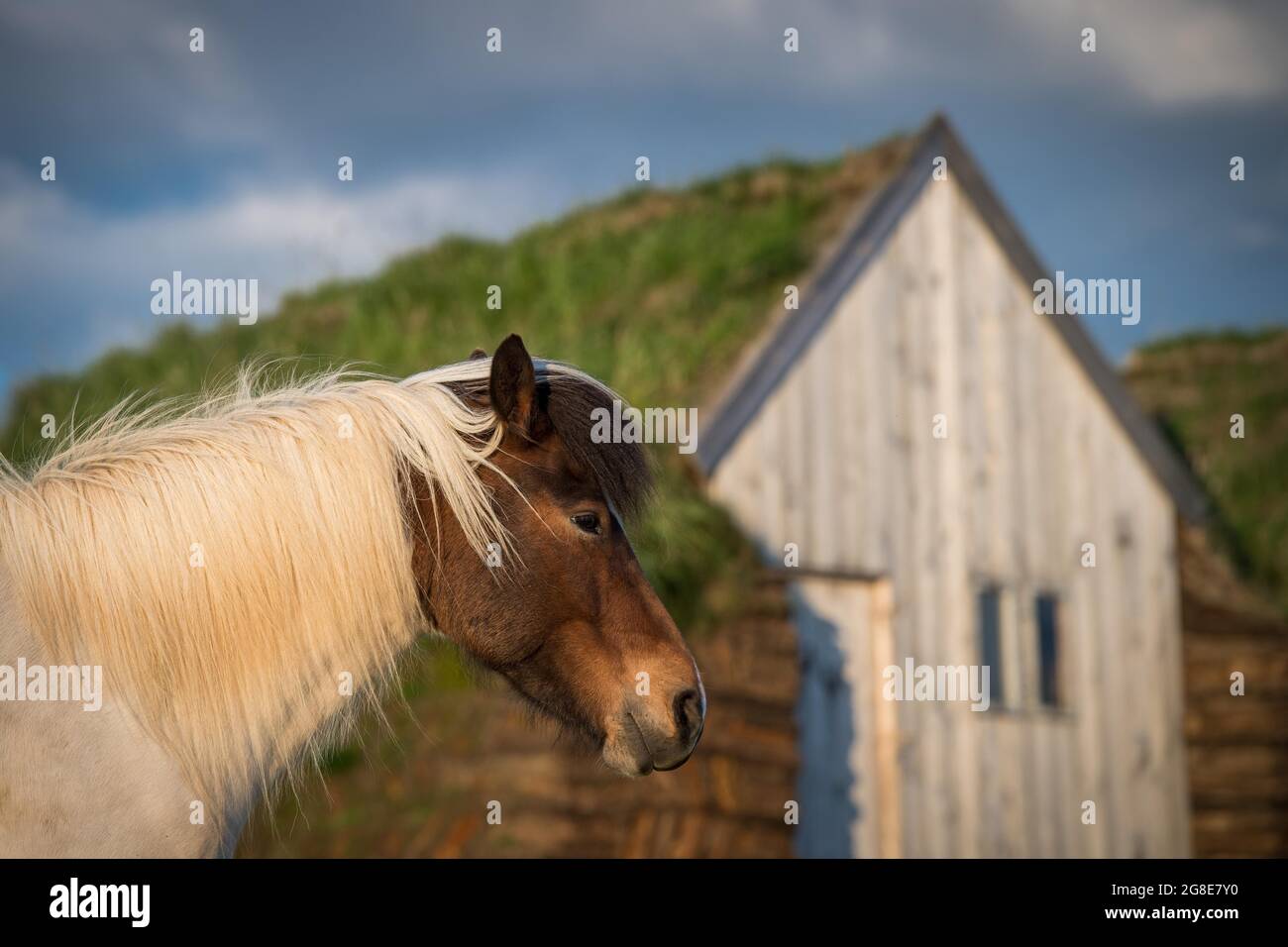 Icelandic horse (Equus islandicus) in evening light in front of horse ...