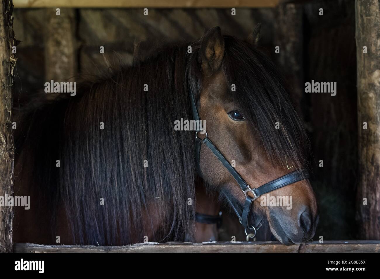 Icelandic horse (Equus islandicus) in horse stable in original peat ...