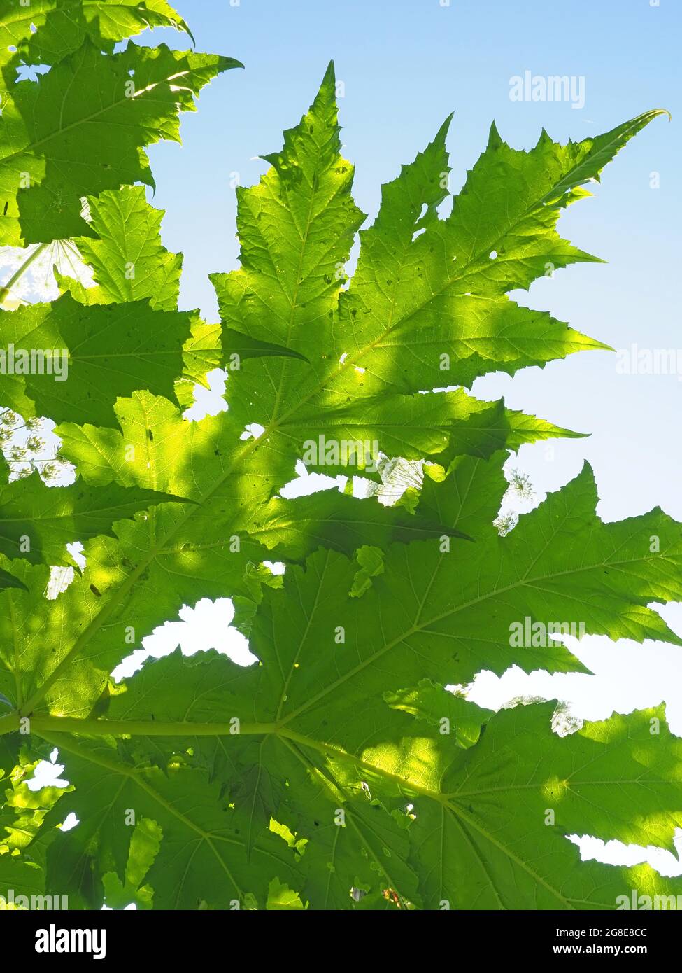 Giant hogweed (Heracleum mantegazzianum), leaves, Solms, Hesse Stock ...
