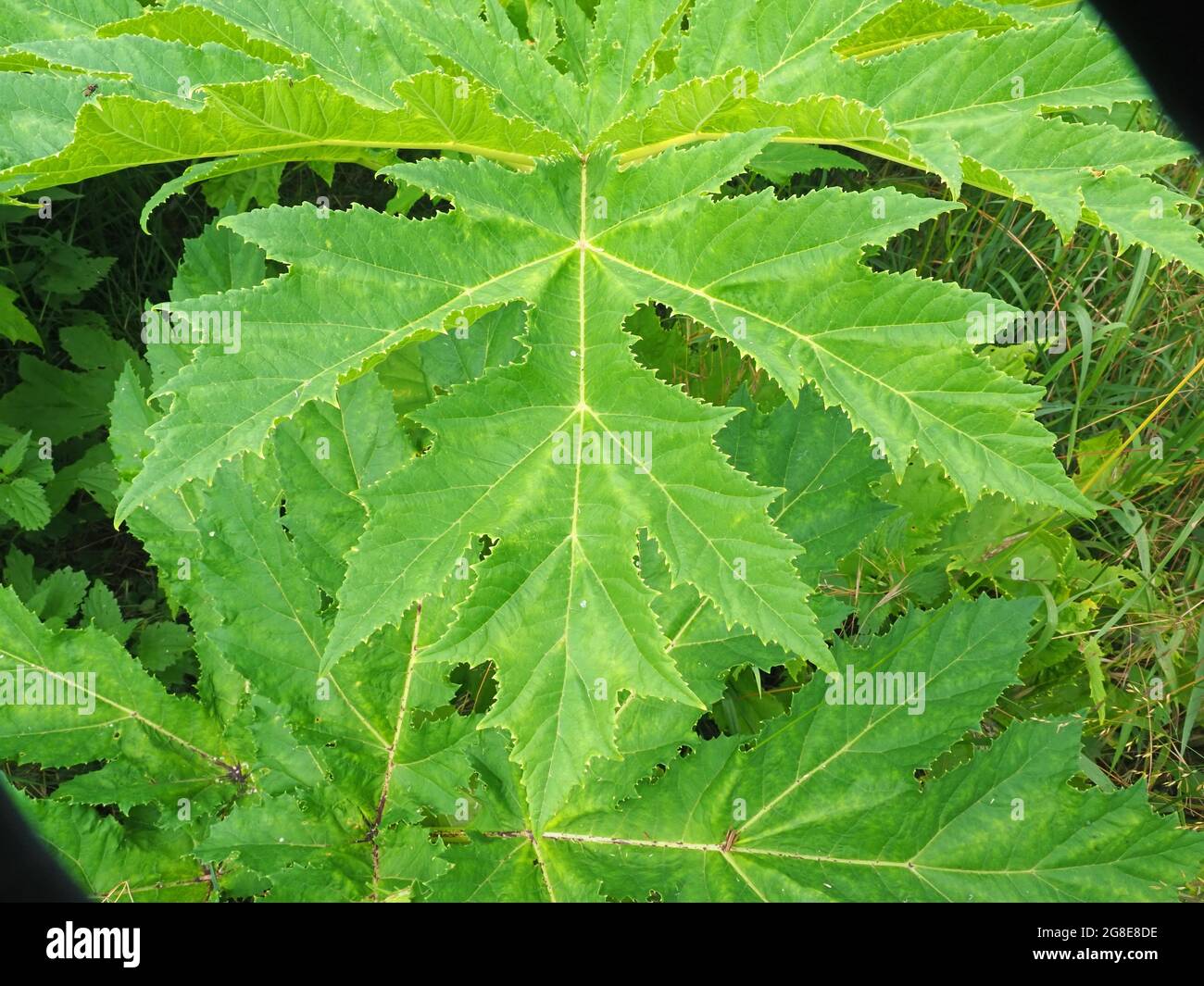 Giant hogweed (Heracleum mantegazzianum), leaves, Solms, Hesse Stock Photo - Alamy