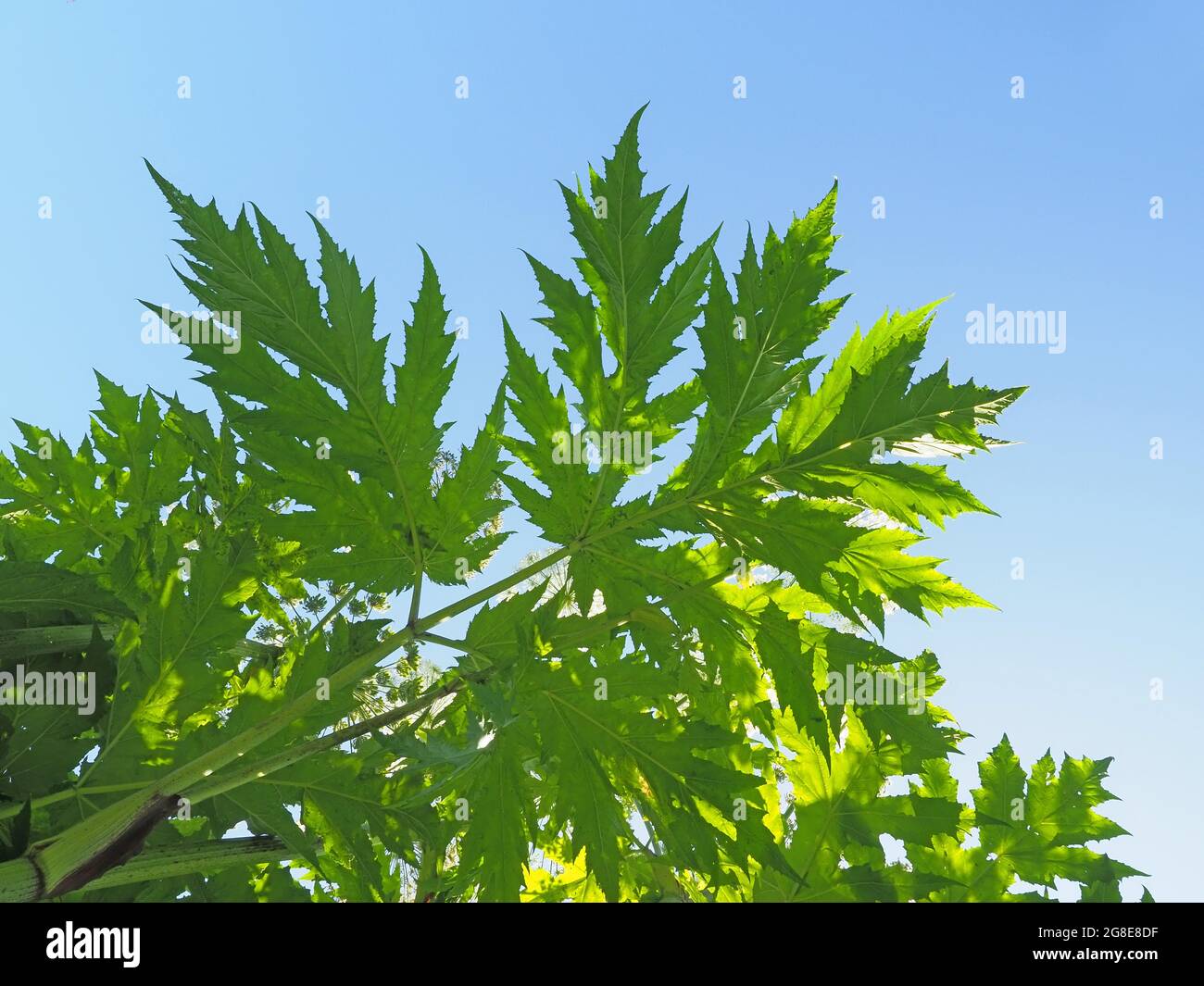 Giant hogweed (Heracleum mantegazzianum), leaves, Solms, Hesse Stock ...