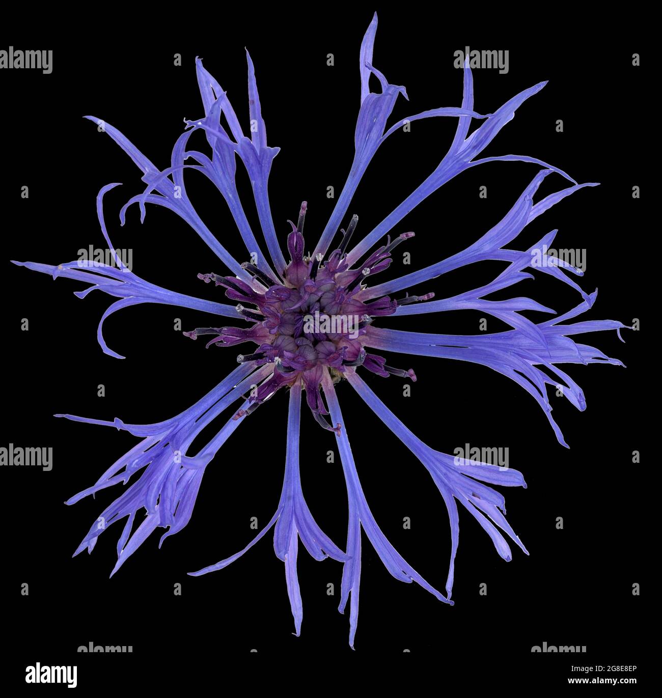 Mountain knapweed (Cyanus montanus), flower, Germany Stock Photo - Alamy