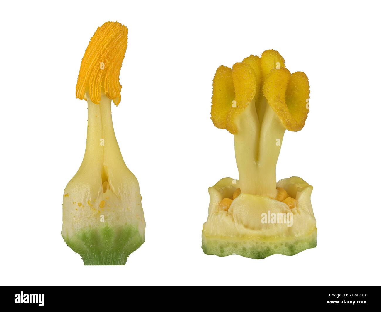 Zucchini (Cucurbita pepo subsp. pepo convar. giromontiina), pollen leaf ...