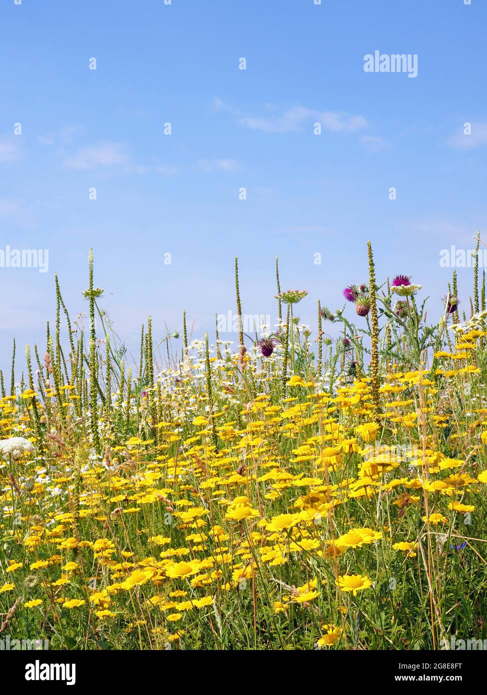 Flower meadow or flowering area as habitat in the field, Solms, Hesse ...