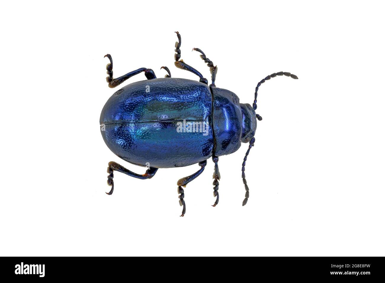 Blue mint leaf beetle Sky blue leaf beetle (Chrysolina coerulans ...