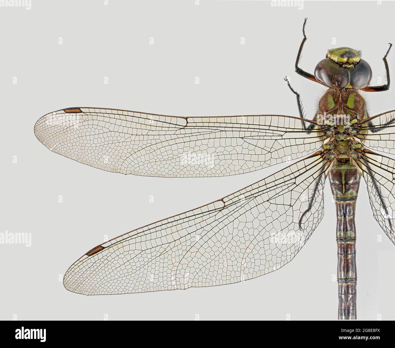 Southern Hawker (Aeshna cyanea), Germany Stock Photo - Alamy
