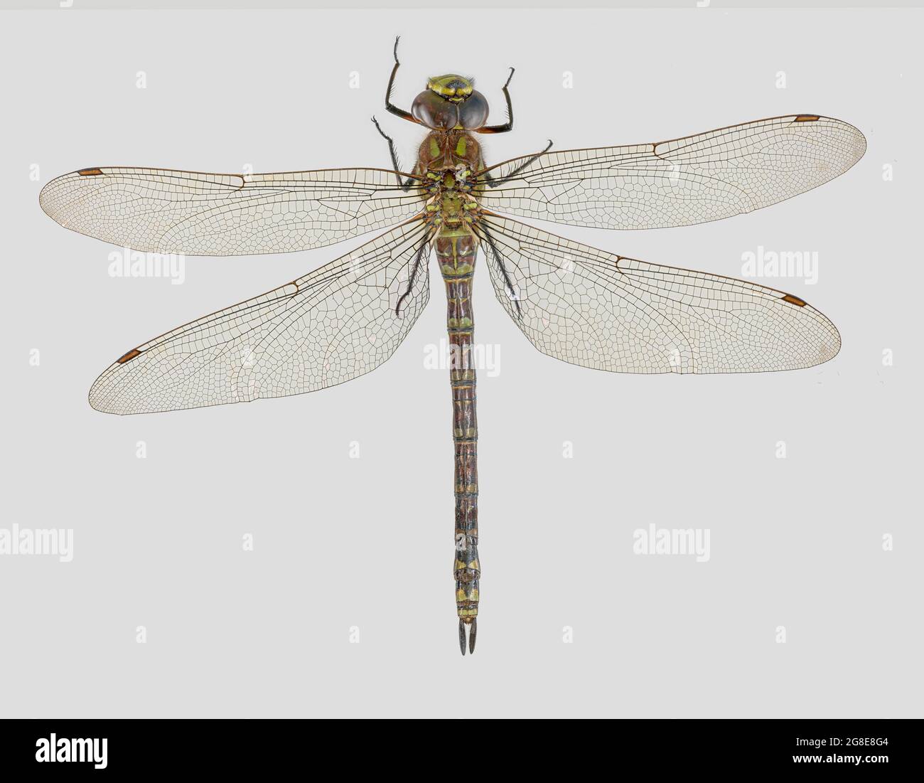 Southern Hawker (Aeshna cyanea), Germany Stock Photo - Alamy