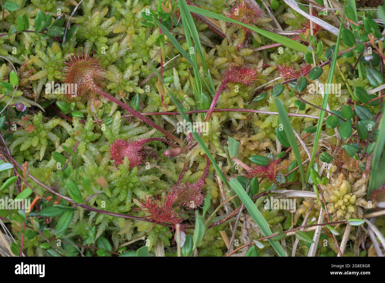 Common sundew (Drosera rotundifolia), Germany Stock Photo - Alamy