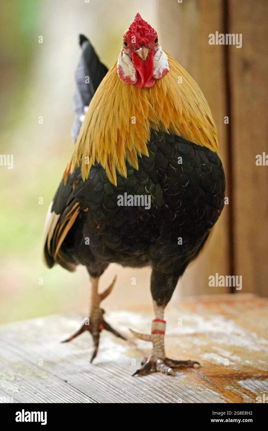 Bantam, bantam chicken (Gallus gallus f. domestica) cock, animal ...