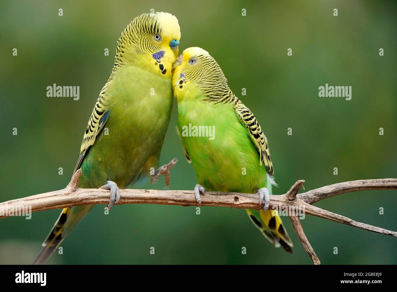 Budgie (Melopsittacus undulatus) mating behaviour, captive, Germany ...