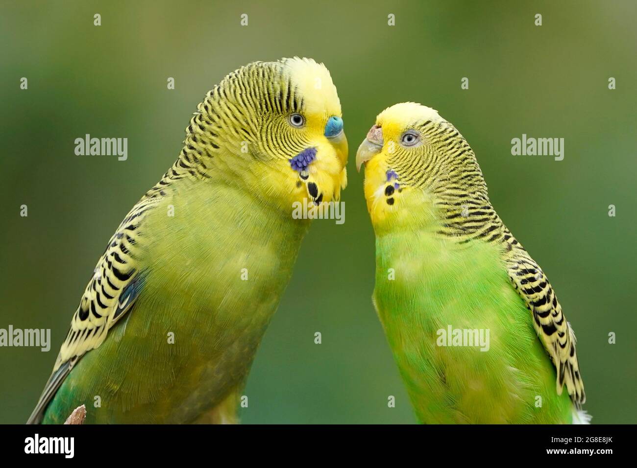 Budgie (Melopsittacus undulatus) mating behaviour, captive, Germany ...