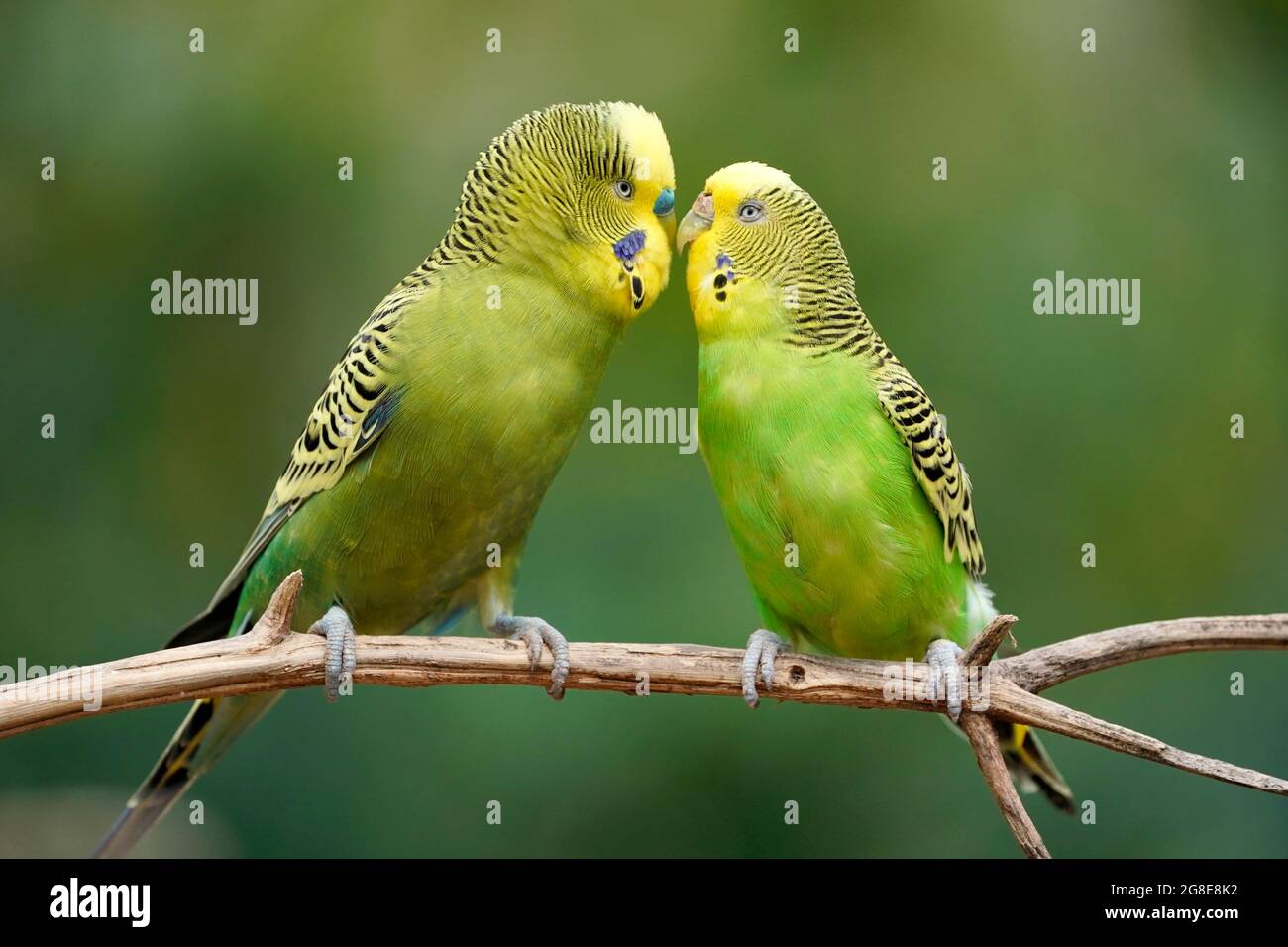 Budgie (Melopsittacus undulatus) mating behaviour, captive, Germany ...
