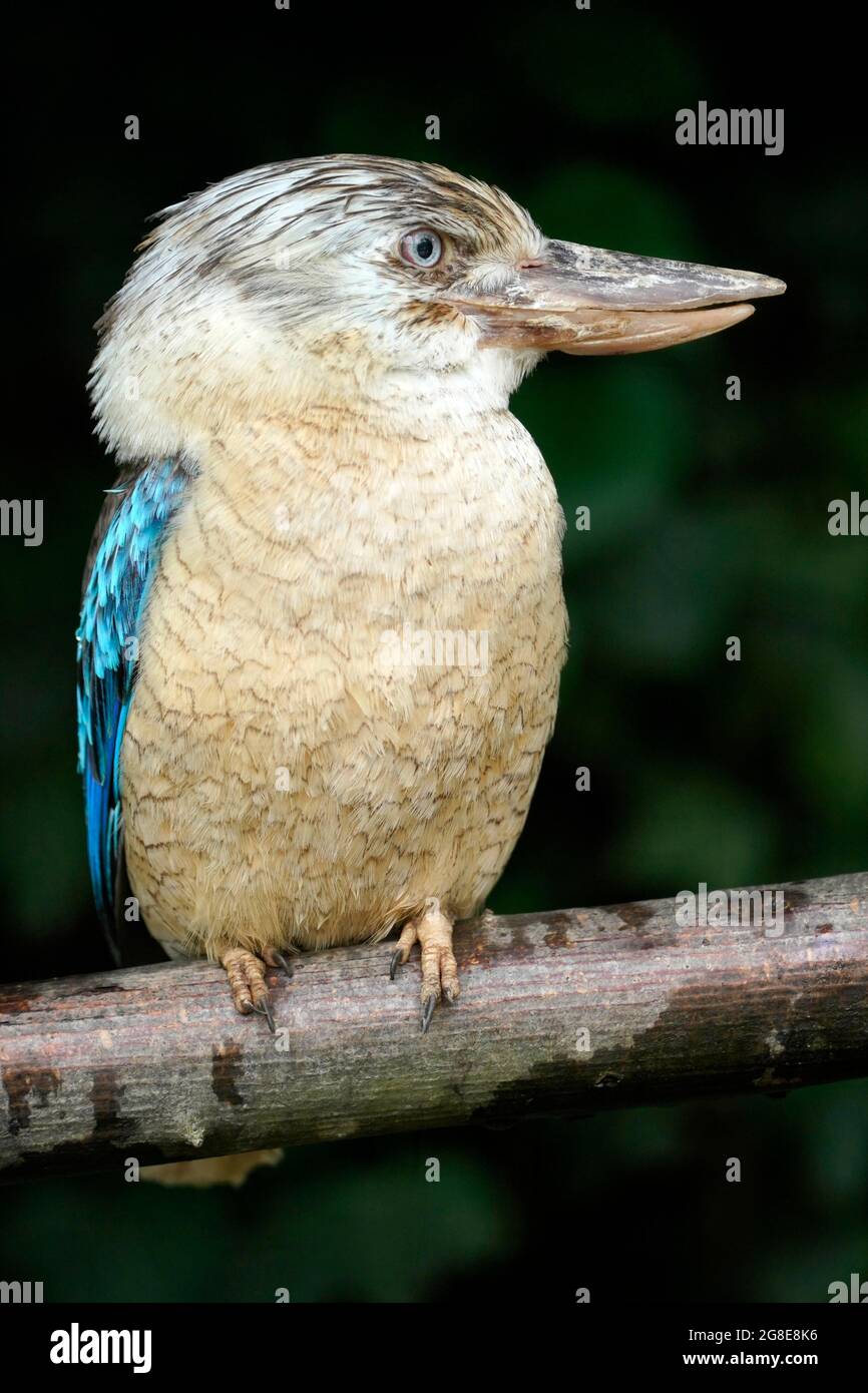 Blue-winged Kookaburra (Dacelo leachii) Blue-winged Kookaburra, Animal ...