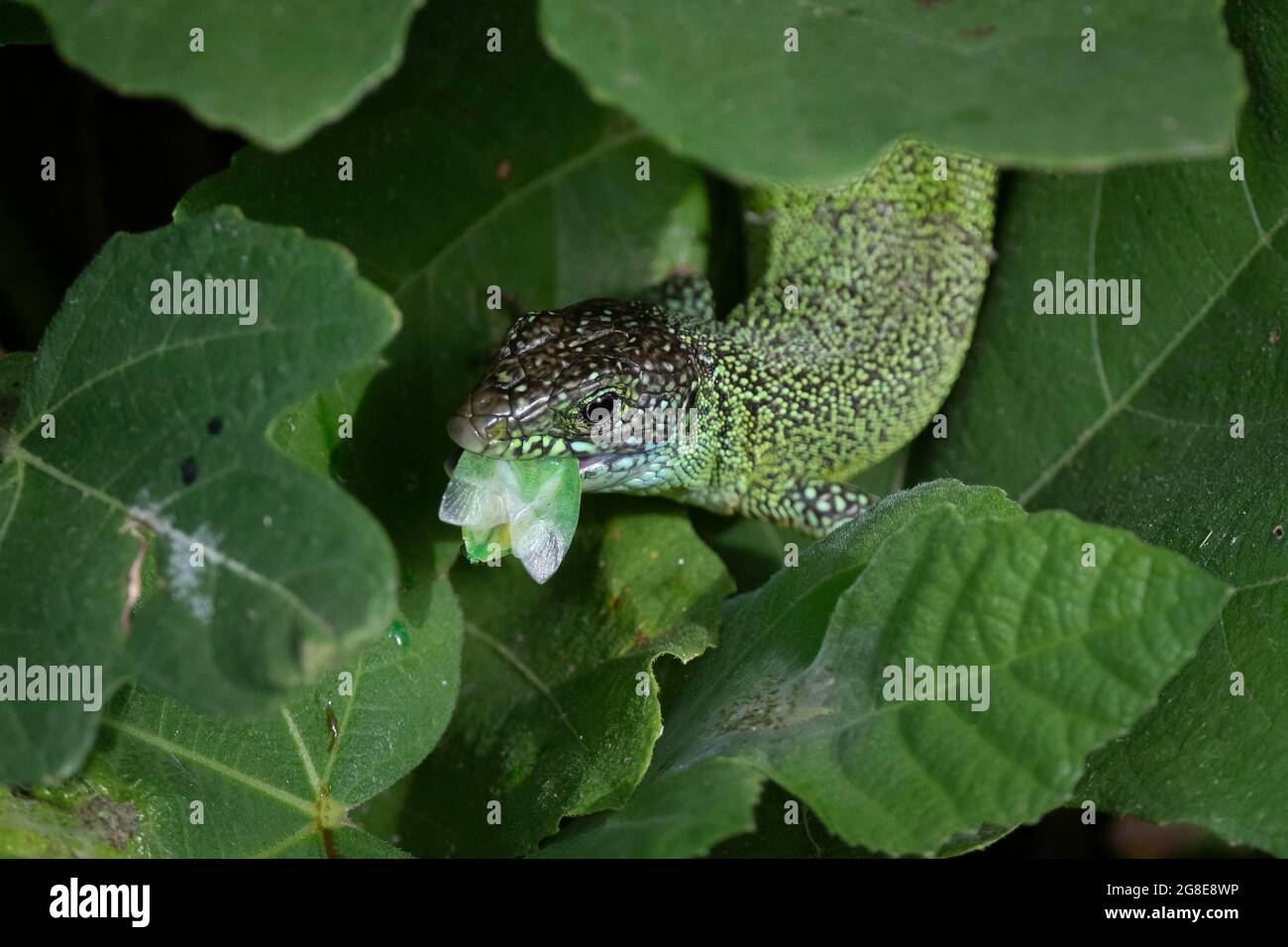 European green lizard (Lacerta viridis) with prey between leaves, Lake ...