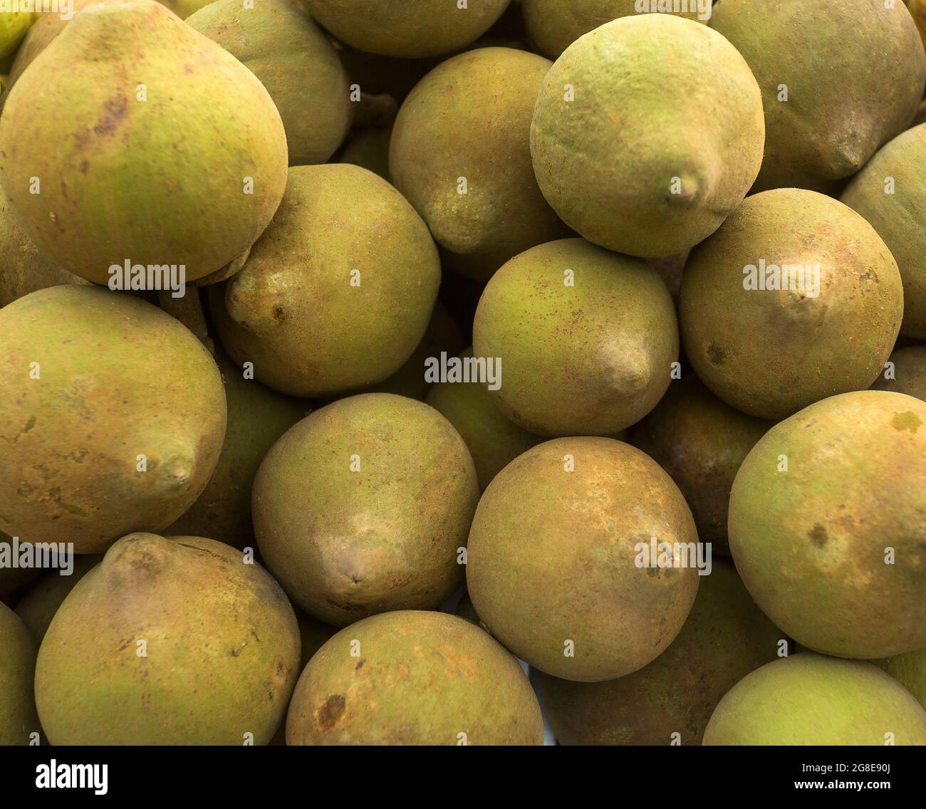 Sapote fruit in the traditional Colombian market - Quararibea cordata ...