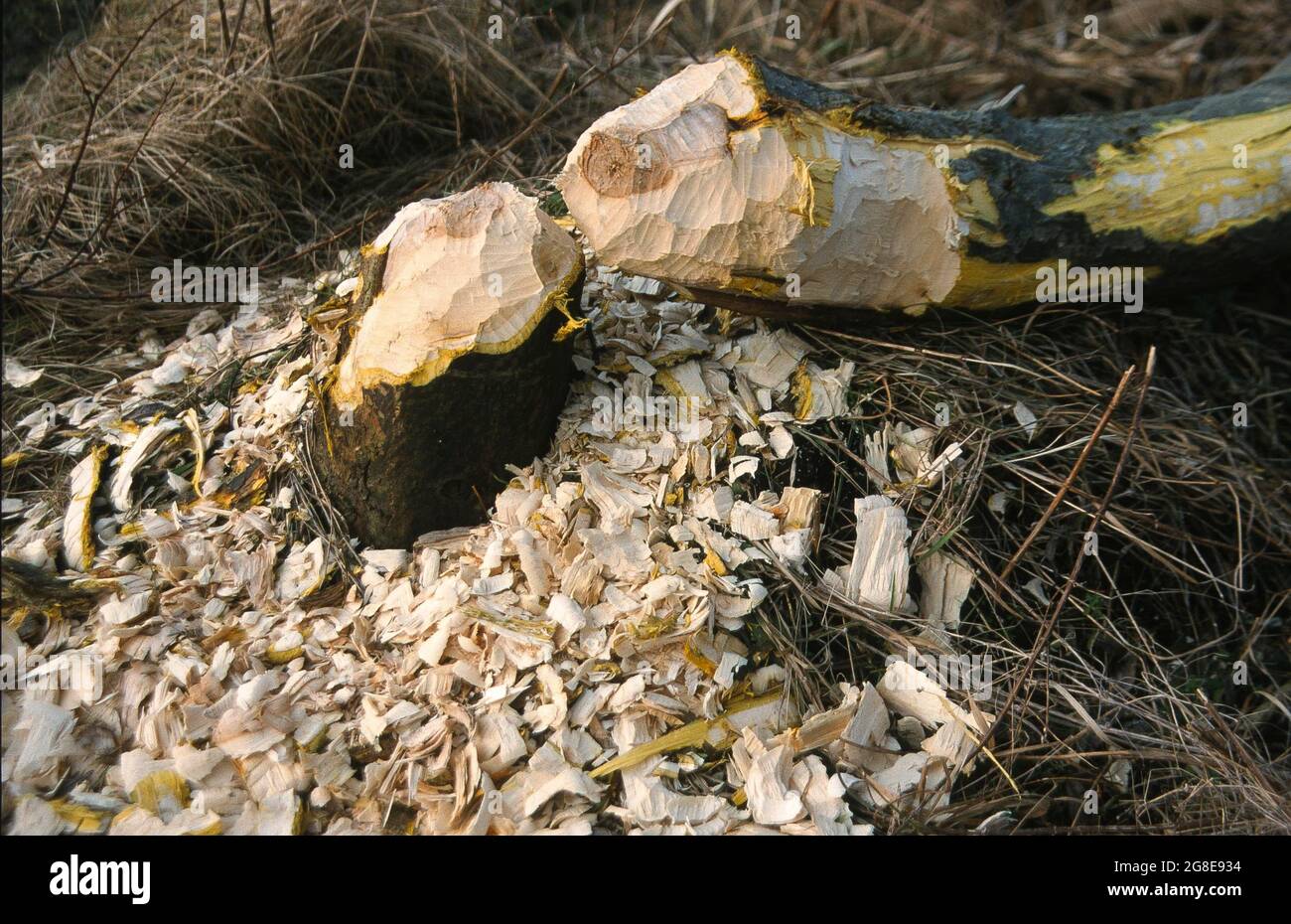 Felled tree europe hi-res stock photography and images - Alamy