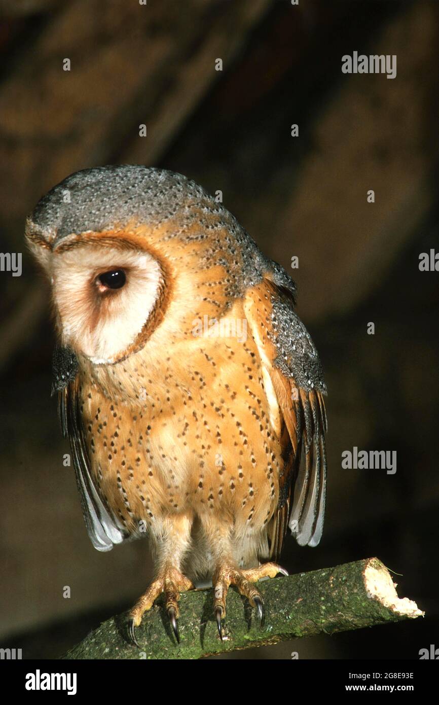 Common barn owl (Tyto alba) young bird on perch, North Rhine-Westphalia, Germany Stock Photo - Alamy
