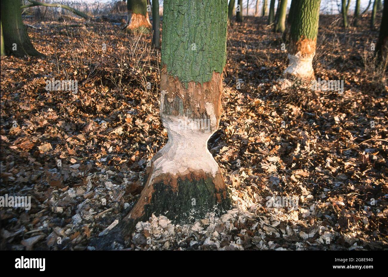 Eaten by rodent hi-res stock photography and images - Alamy