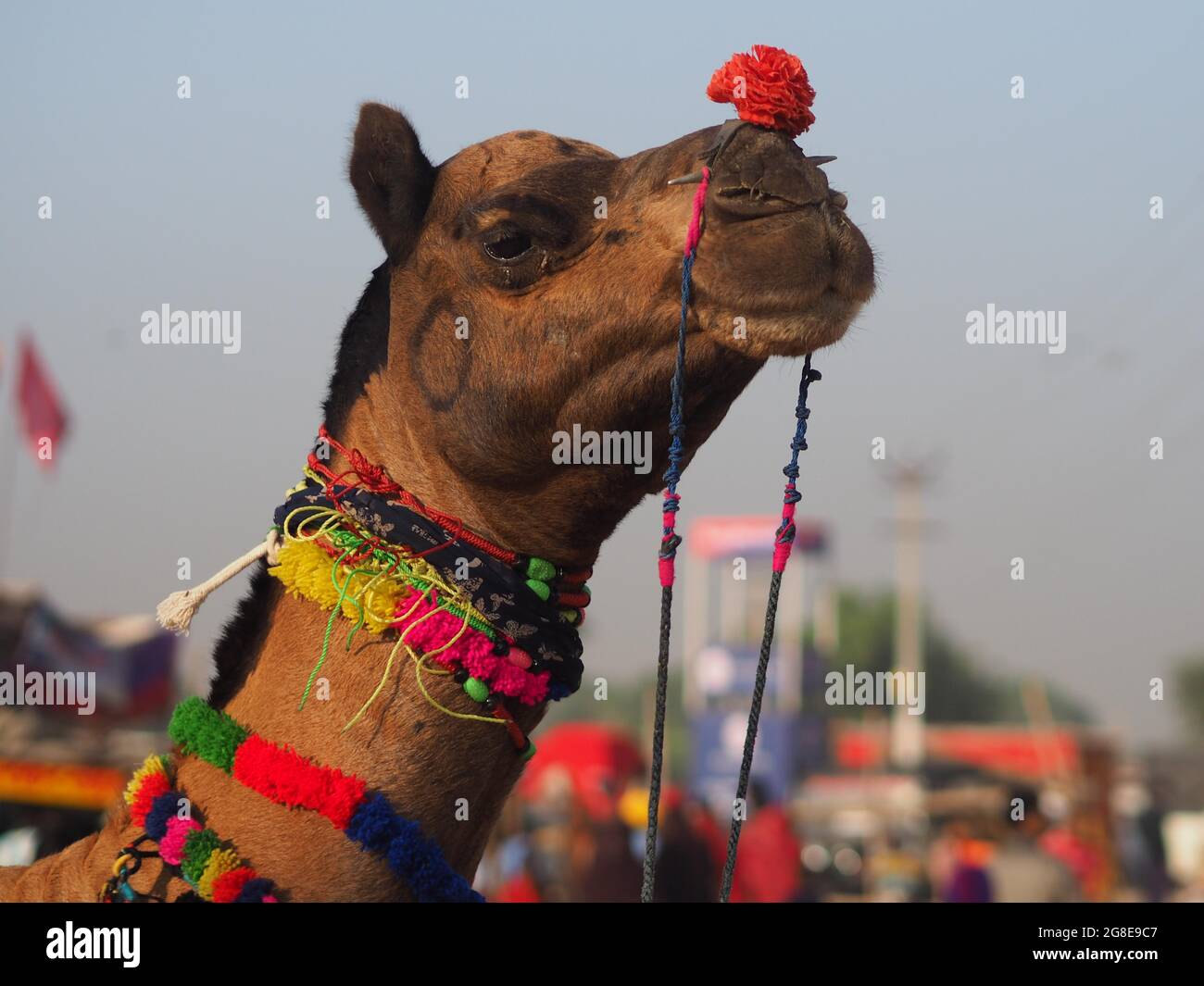 Pushkar mela hi-res stock photography and images - Alamy