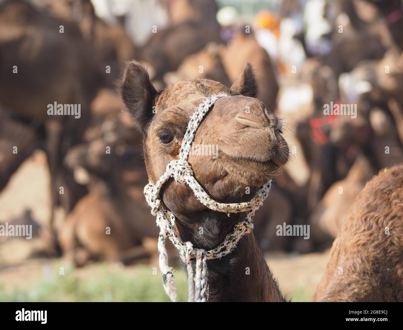 Pushkar mela hi-res stock photography and images - Alamy