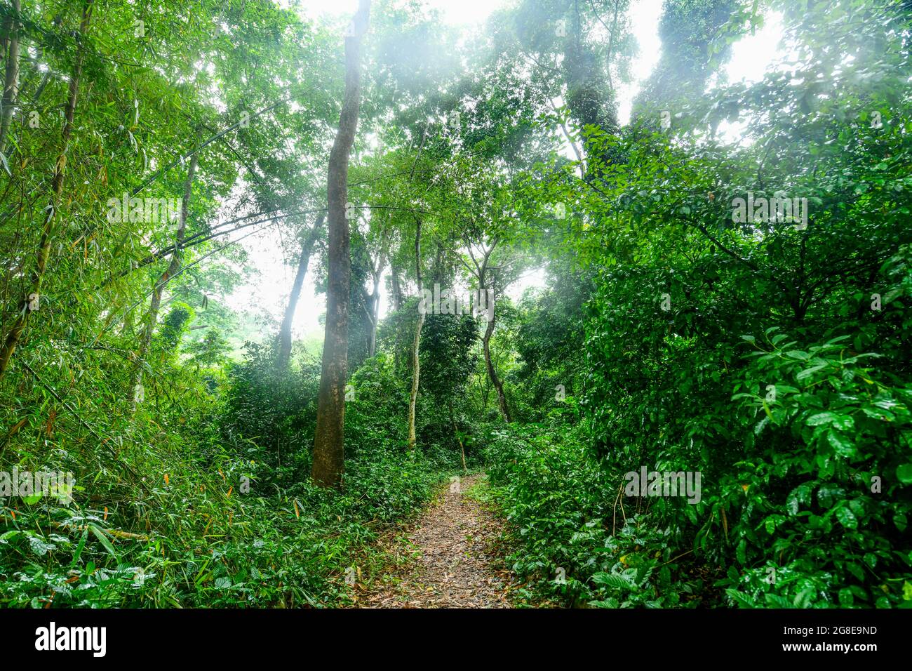 Unesco site Osun-Osogbo Sacred Grove, Osun State, Nigeria Stock Photo ... Unesco site Osun-Osogbo Sacred Grove, Osun State, Nigeria Stock Photo ...