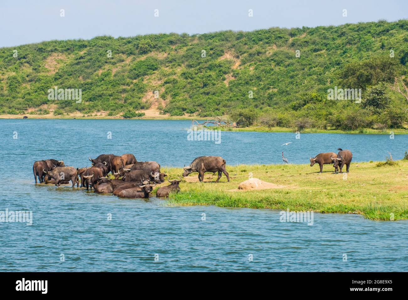African buffalos (Syncerus caffer) or Cape buffalo, Queen Elizabeth ...