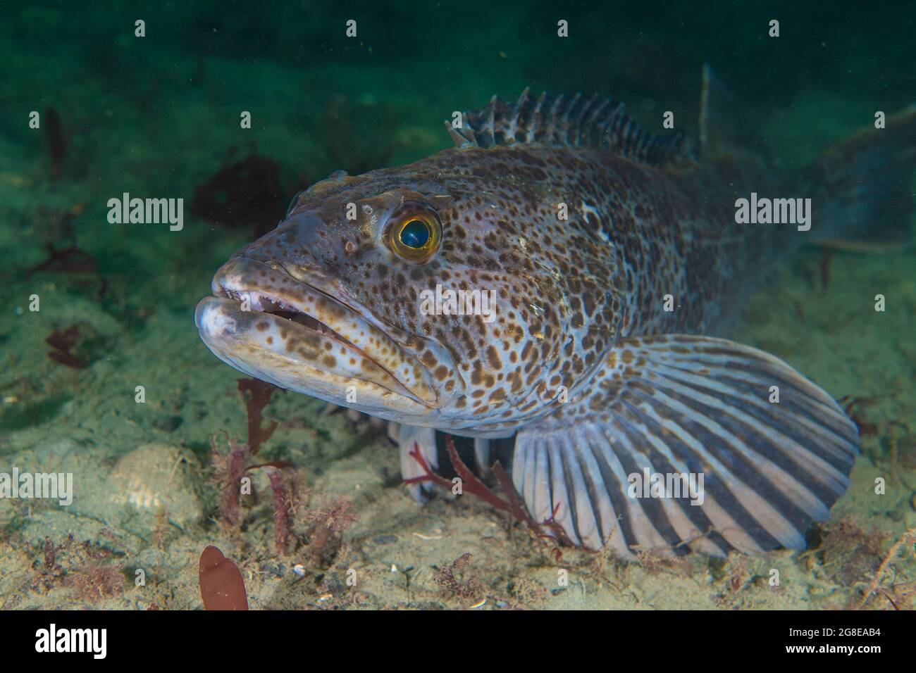 Lingcod pacific northwest canada ophiodon hi-res stock photography and ...