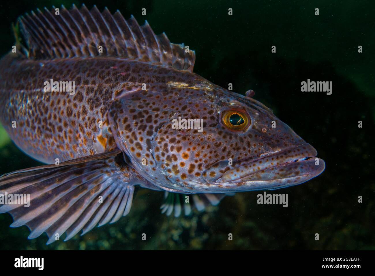 Ling fish hi-res stock photography and images - Alamy