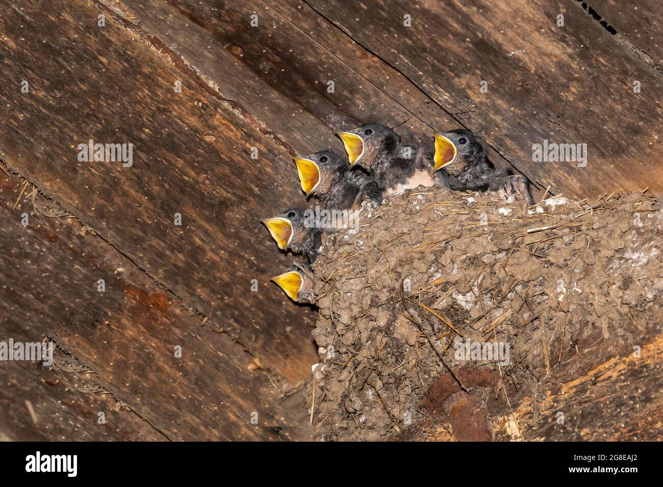 Barn swallow (Hirundo rustica), five fledglings in nest with torn beaks ...