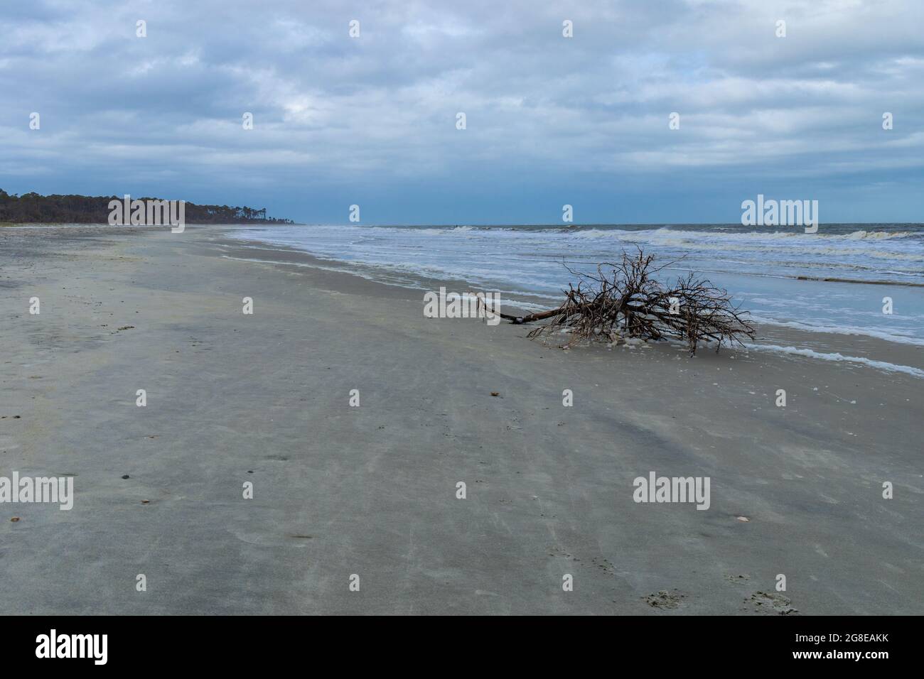 Large tree branch broken by the wind on the coastal shoreline, heavy ...