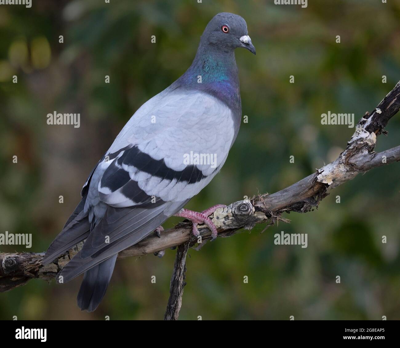 Pigeon also known as Rock Dove perched on a tree branch (Columba livia ...