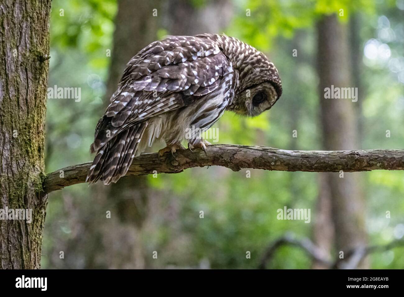 North georgia owl hi-res stock photography and images - Alamy