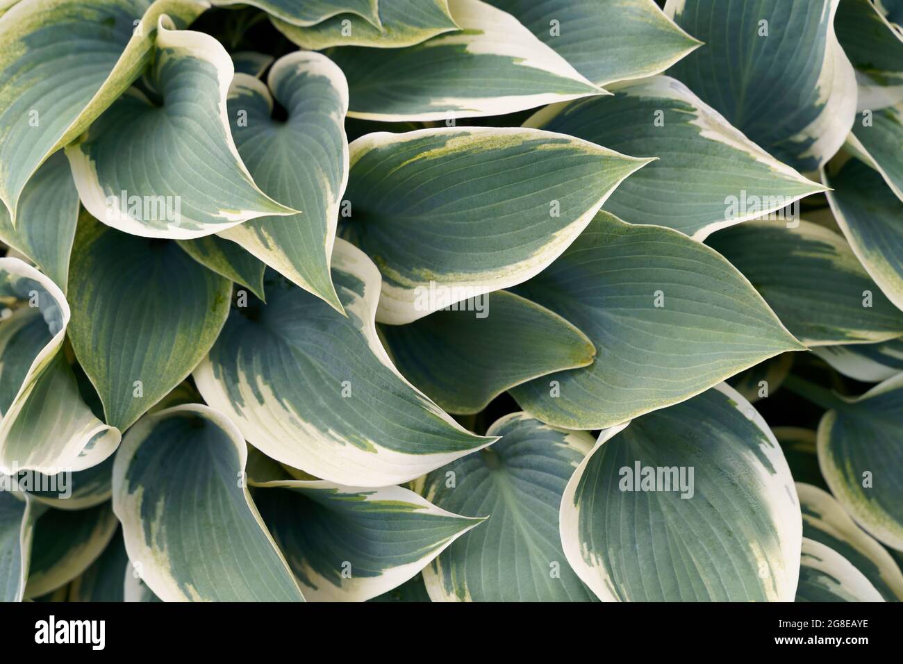 Green and white hosta plant start growing gardening spring time Stock ...
