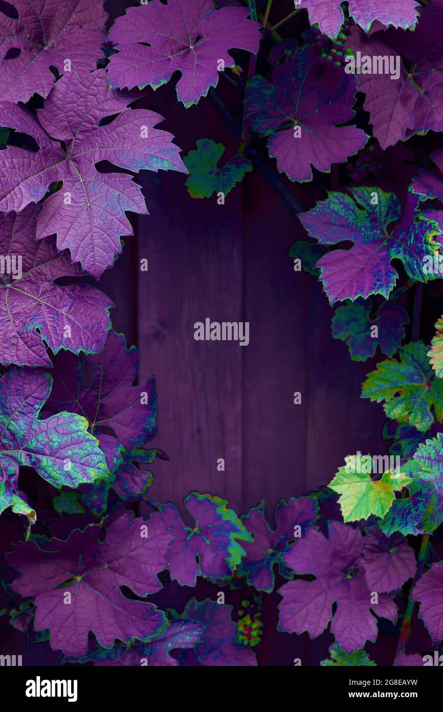 Grape leaves background neon colours creative idea Stock Photo - Alamy