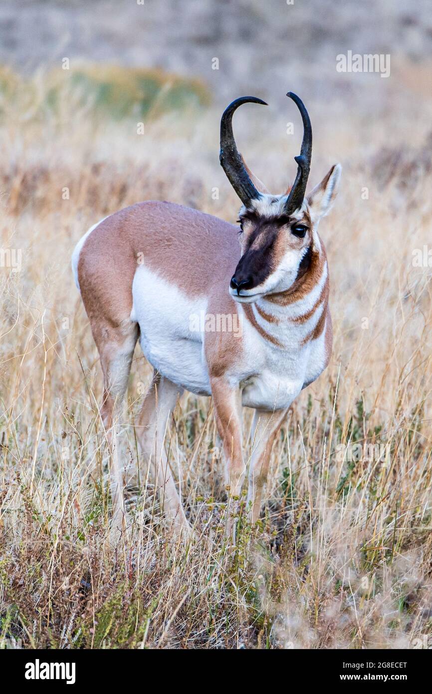Pronghorn antelope (Antilocapra americana) in Yellowstone Natinal Park ...
