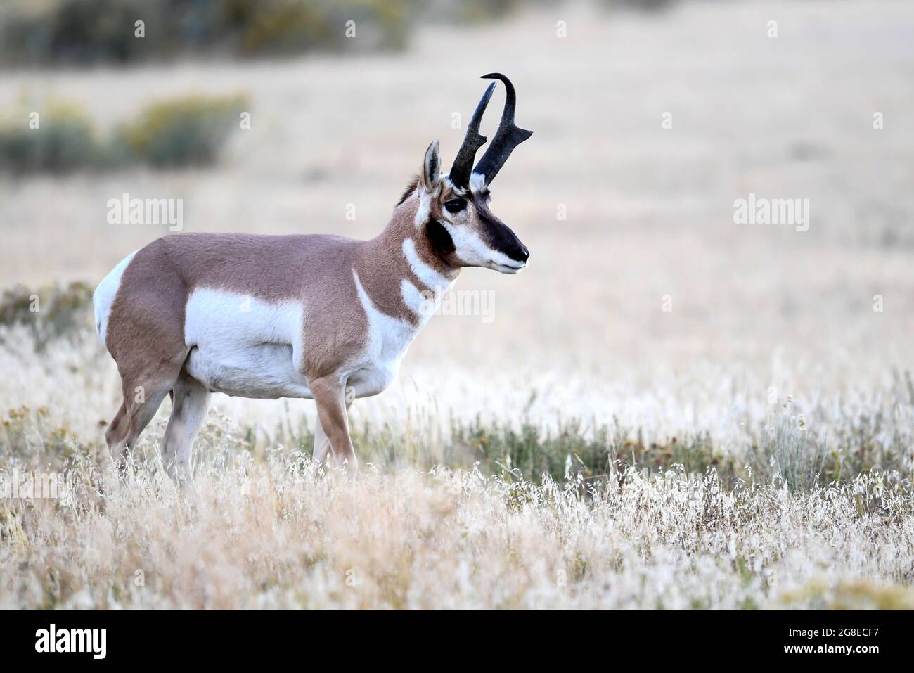 Pronghorn antelope (Antilocapra americana) in Yellowstone Natinal Park ...