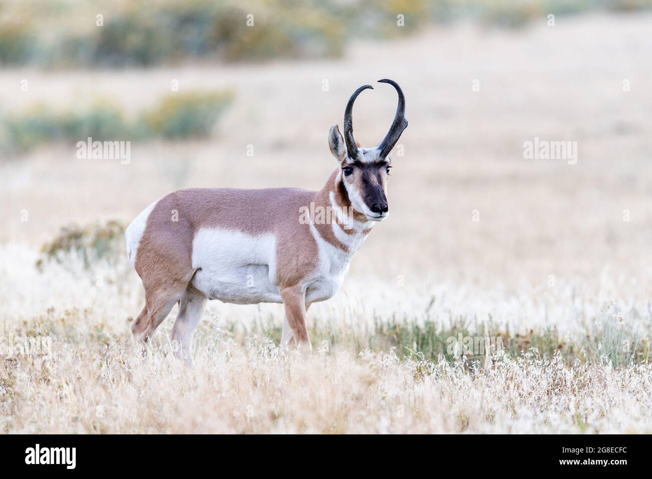 Pronghorn antelope (Antilocapra americana) in Yellowstone Natinal Park ...