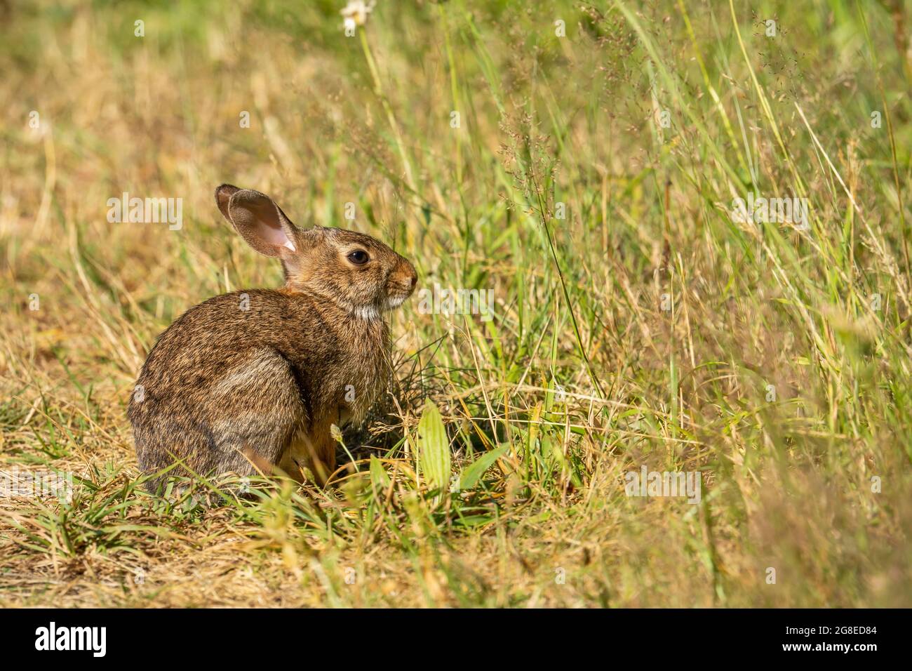 A young rabbit amongst the grass Stock Photo - Alamy