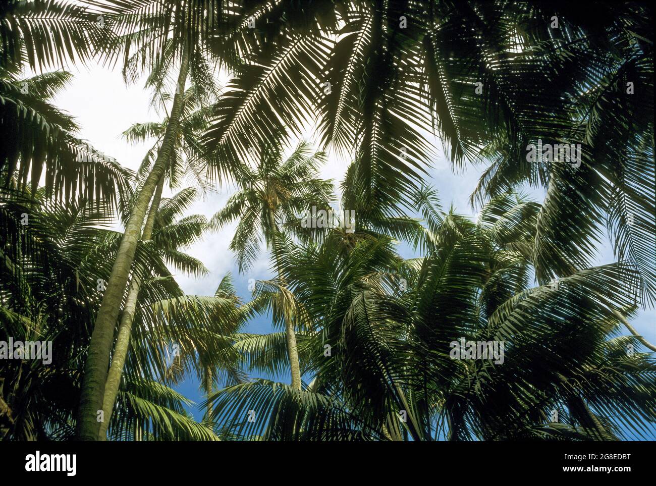 The Kenttia palm is endemic to Lord Howe Island, but has become a ...