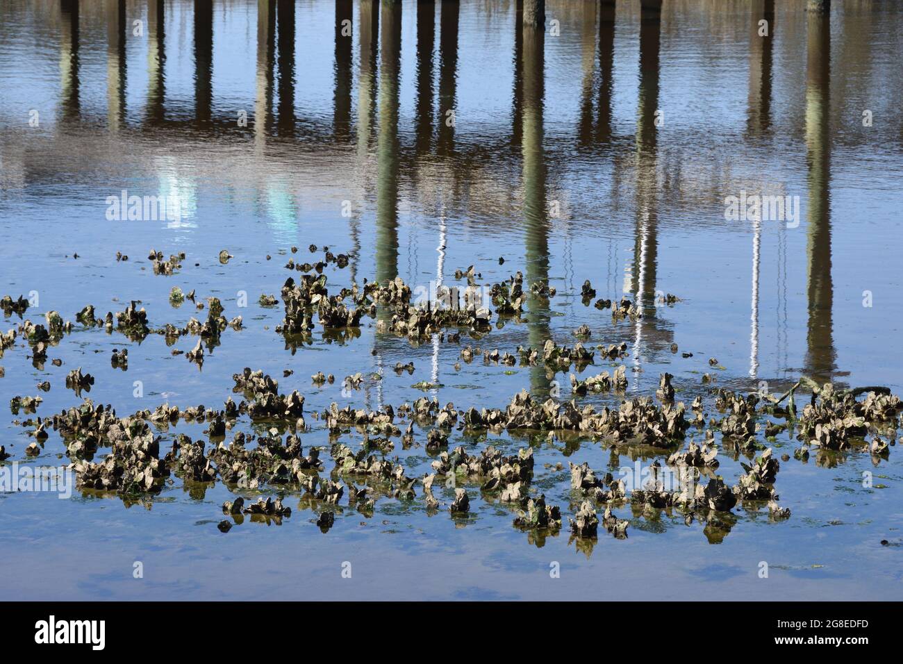 The oyster bed habitat in intertidal waters in Whiskey creek ...