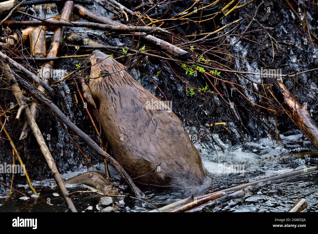 An adult beaver "Castor canadensis",climbing up a beaver dam in rural ...