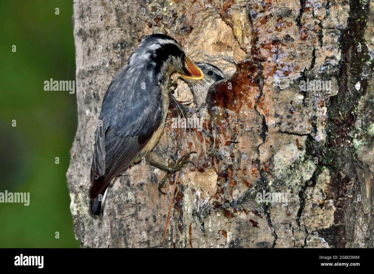 A red-breasted nuthatch "Sitta canadensis", feeding her young at a nest ...