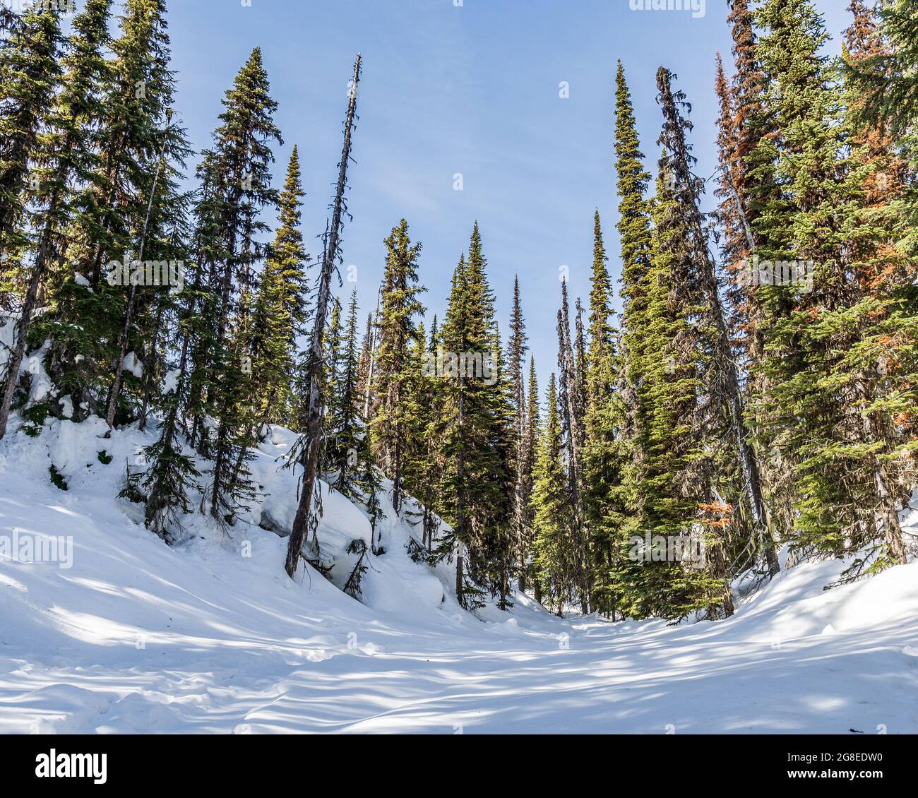 panorama green pine forest tall trees early spring snow on the ground ...