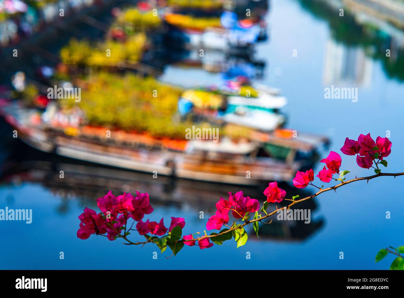 Nice flower blossom in Sai Gon city southern Vietnam Stock Photo - Alamy